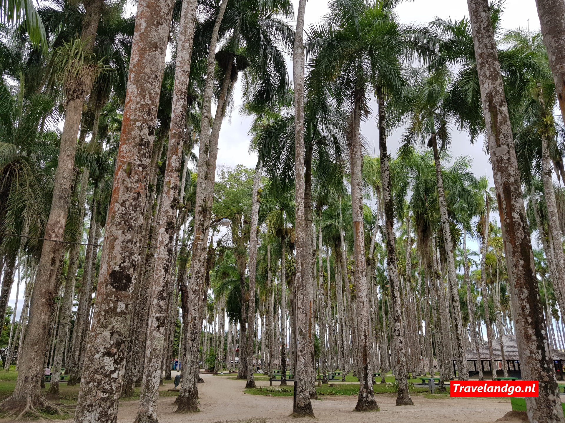 Paramaribo: ontdek de gezellige hoofdstad van Suriname - Travelandgo.nl